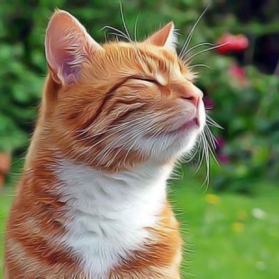Acné du Chat : Solutions Naturelles pour une Guérison Rapide - Remèdes ...