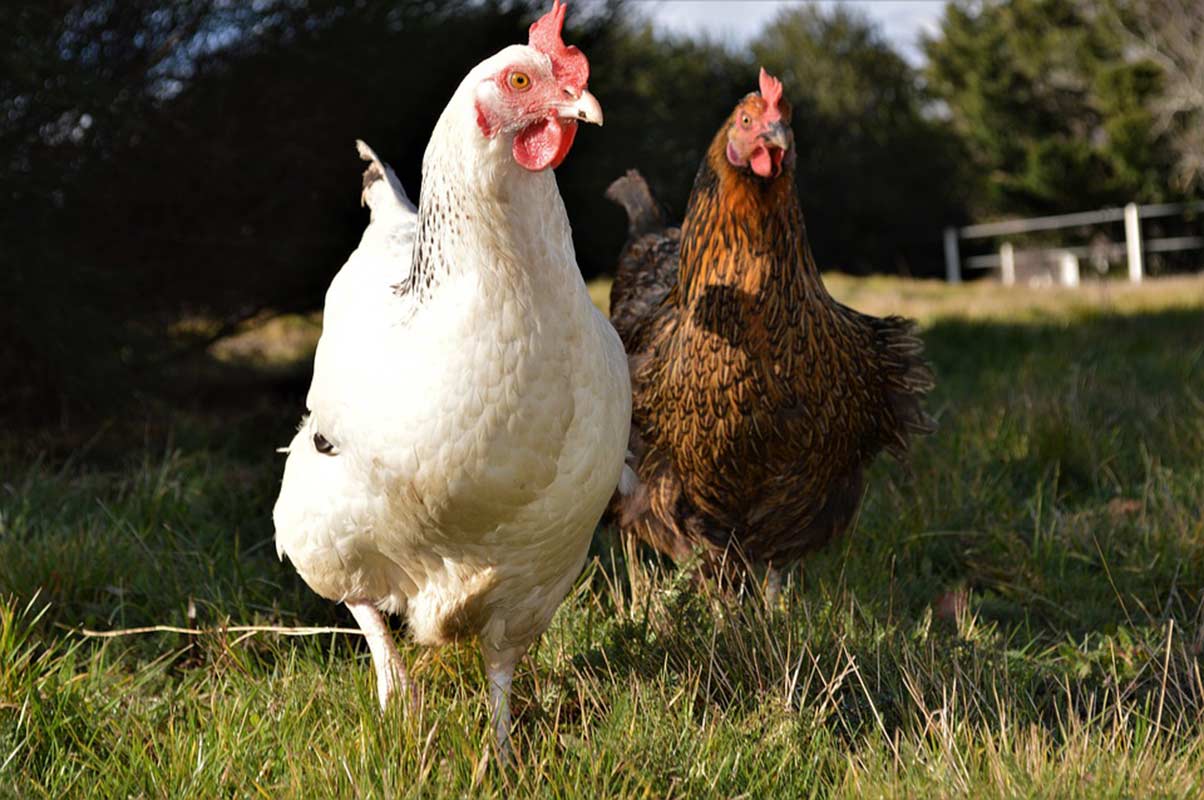 Comportement des poules : Le picage chez la poule, conseils et astuces ...