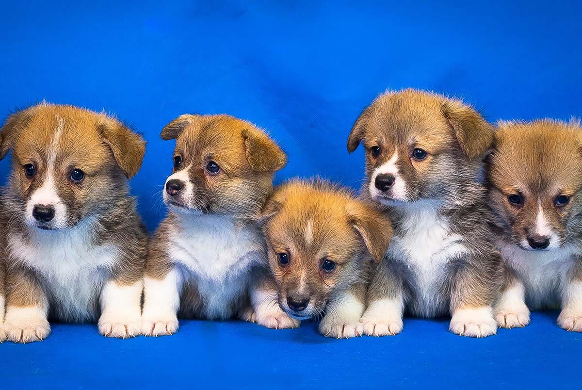 Assister Une Chienne Qui Met Bas Les Gestes Adopter Rem des Assister Une Chienne Qui Met Bas Les Gestes Adopter Rem des