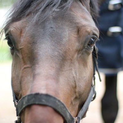 Le vétérinaire équin : Le spécialiste santé de votre cheval