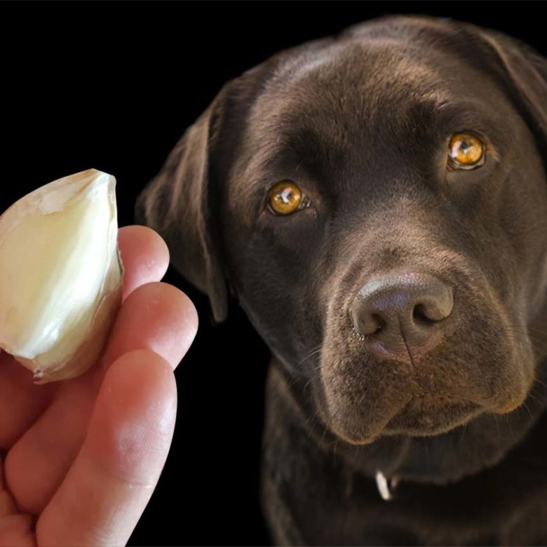 Verrue du chien : Remède naturel - Remèdes Naturels pour Animaux