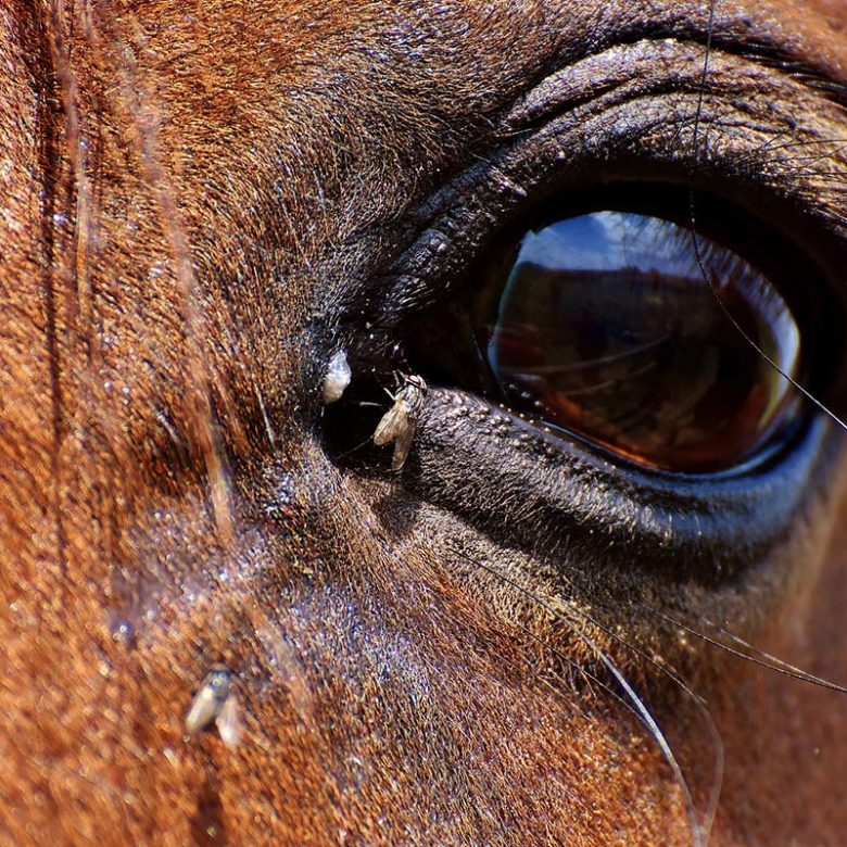 Problèmes d'articulation du cheval : Le grasset - Remèdes Naturels pour ...