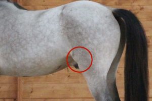 Problèmes d'articulation du cheval : Le grasset - Remèdes Naturels pour ...