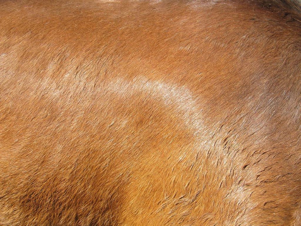 Lutte contre la teigne du cheval et les maladies de la peau liées à la ...