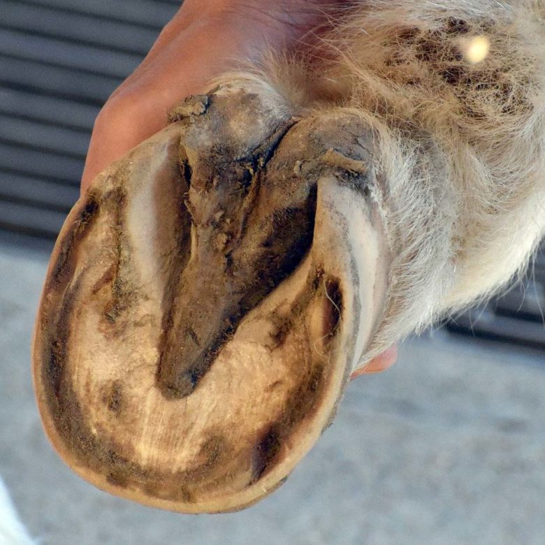 Problèmes d'articulation du cheval : Le grasset - Remèdes Naturels pour ...