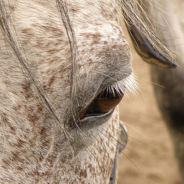 Problèmes d’articulation du cheval : Le grasset - Remèdes Naturels pour ...
