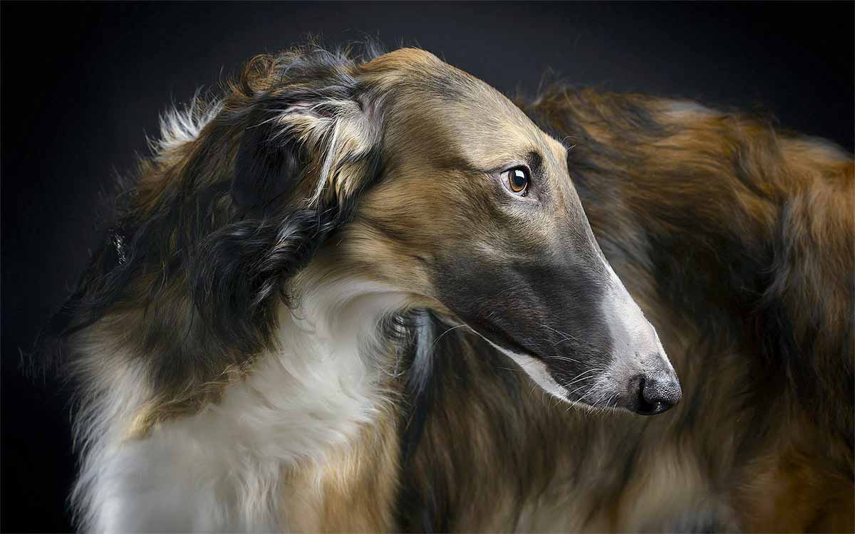Barzoï : Le rapide lévrier de Russie - Race de chien