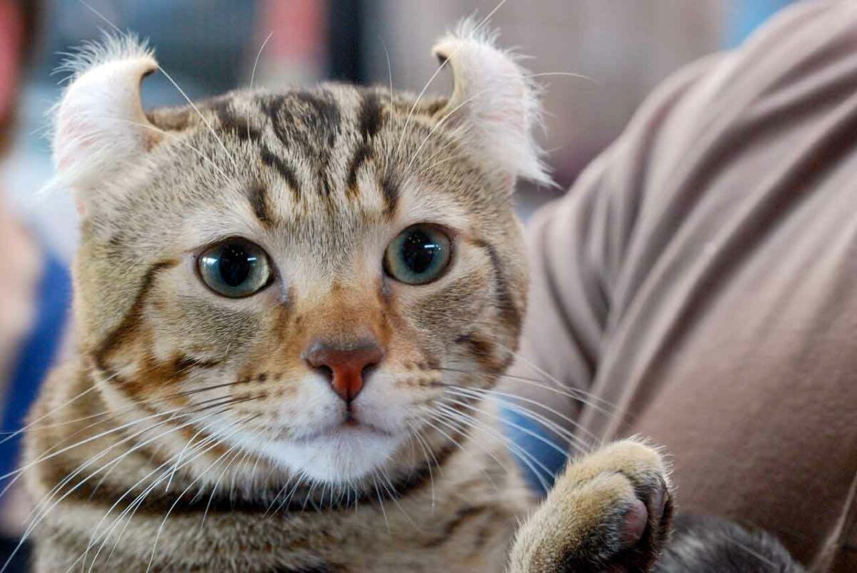American Curl : un chat aux oreilles recourbées - Race de chat